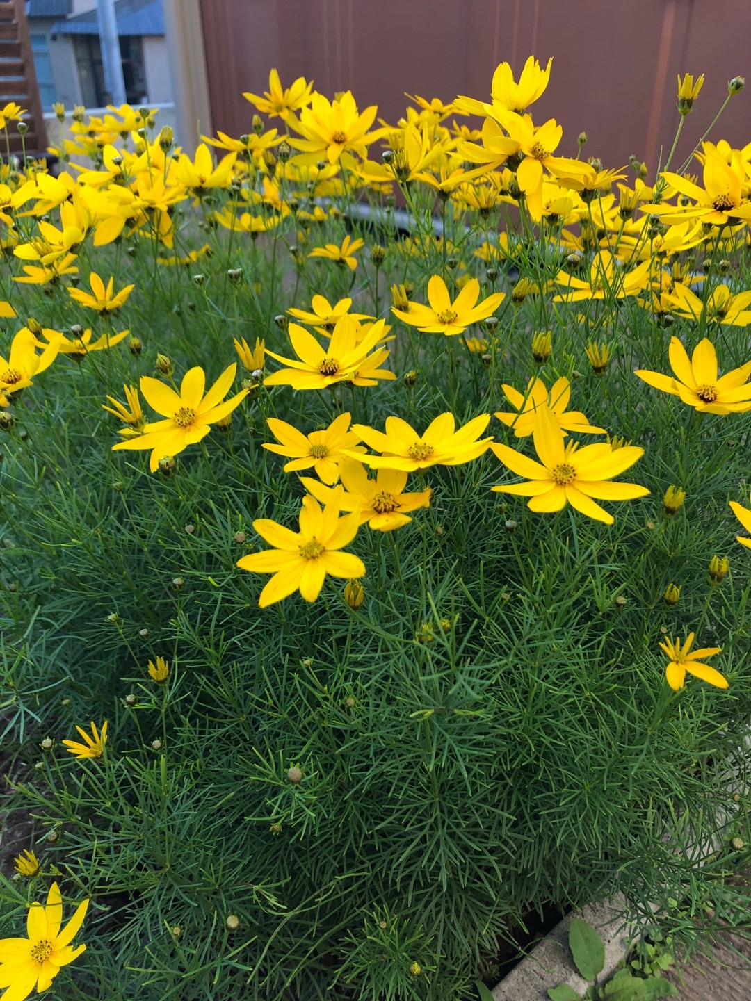 Coreopsis verticillata 'Zagreb' (Coreopsis verticillata 'Zagreb ...