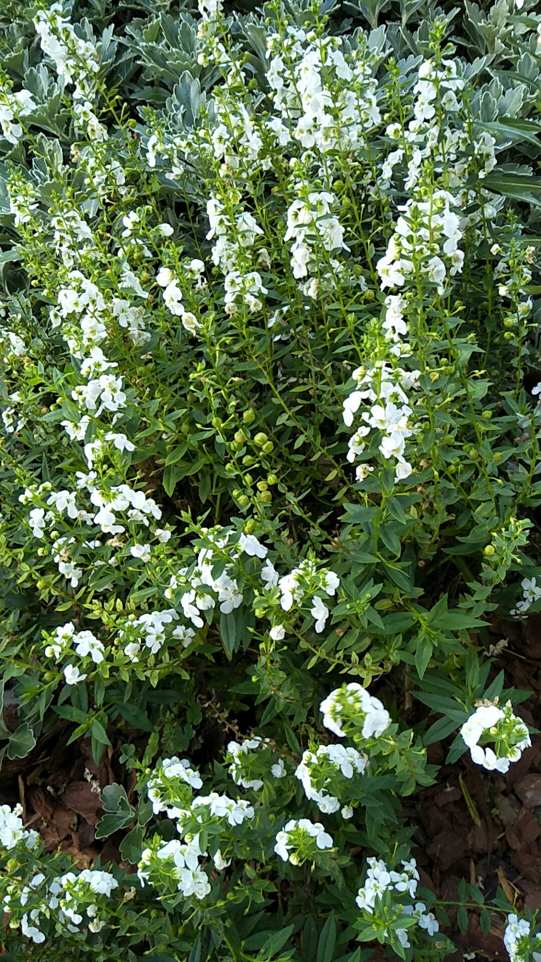 Angelonia angustifolia 'Angelface Super White' Flower, Leaf, Uses ...