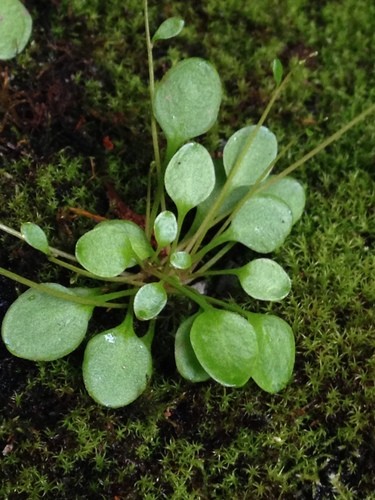 Montia parvifolia (Montia parvifolia) - PictureThis