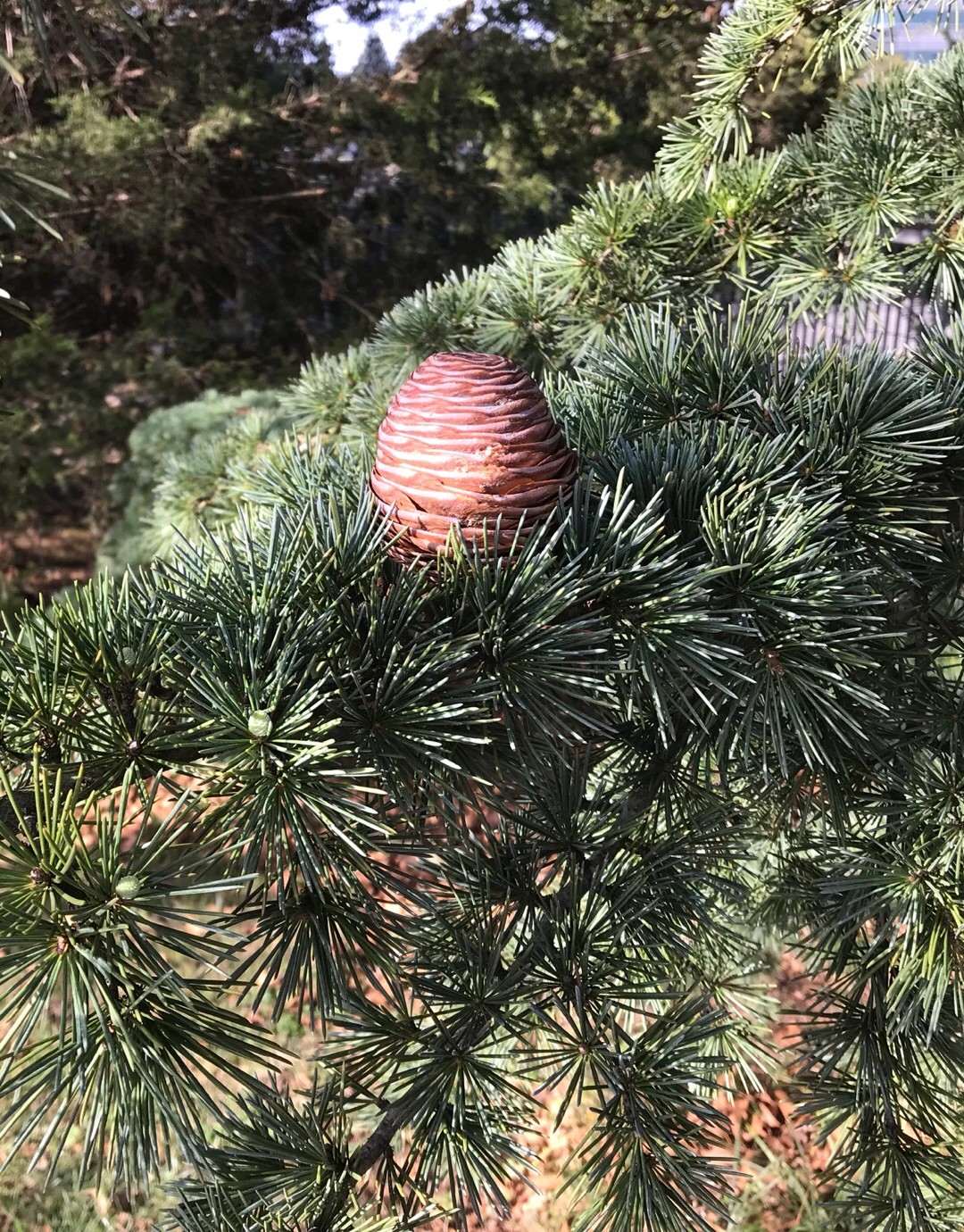 Libanonceder (Cedrus libani) - PictureThis