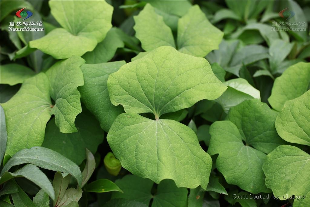 Twinleaf (Jeffersonia diphylla) Flower, Leaf, Uses - PictureThis