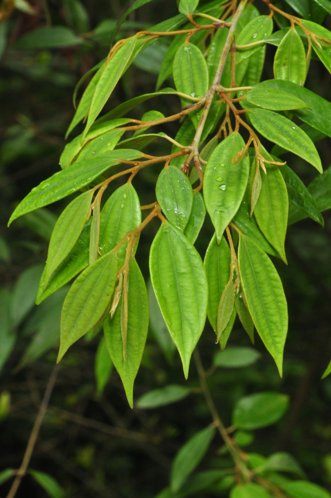 Iteadaphne caudata (Iteadaphne caudata) - PictureThis
