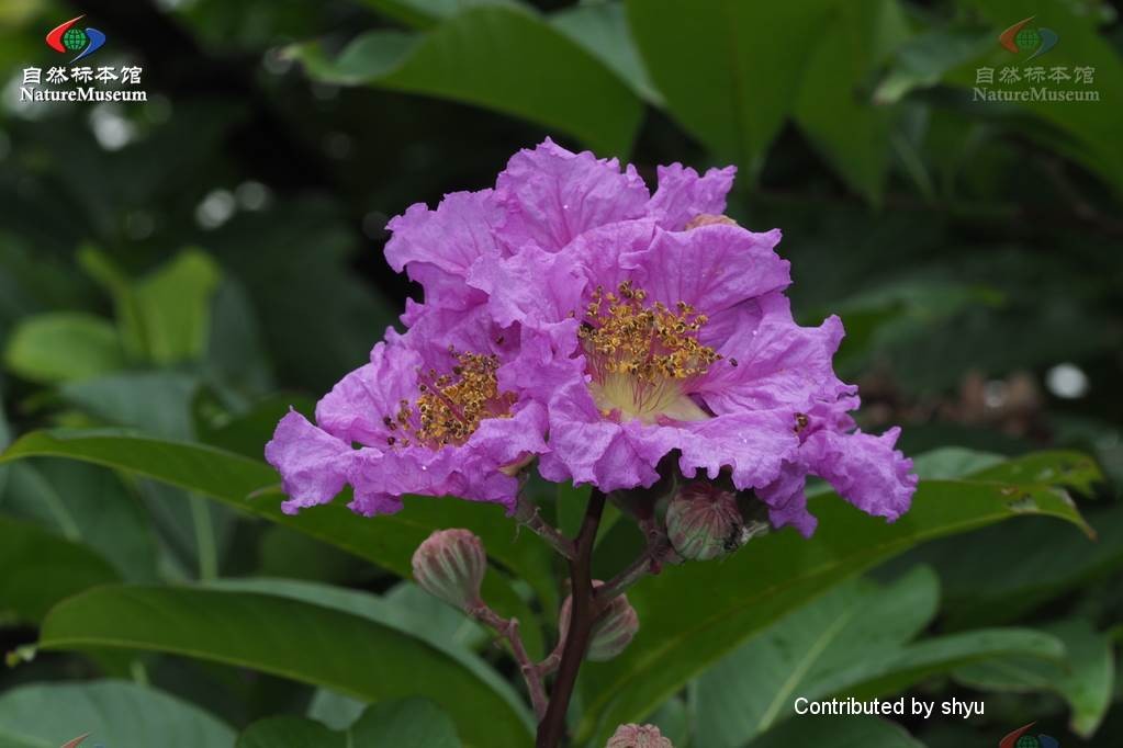 Bungur (Lagerstroemia speciosa) - PictureThis
