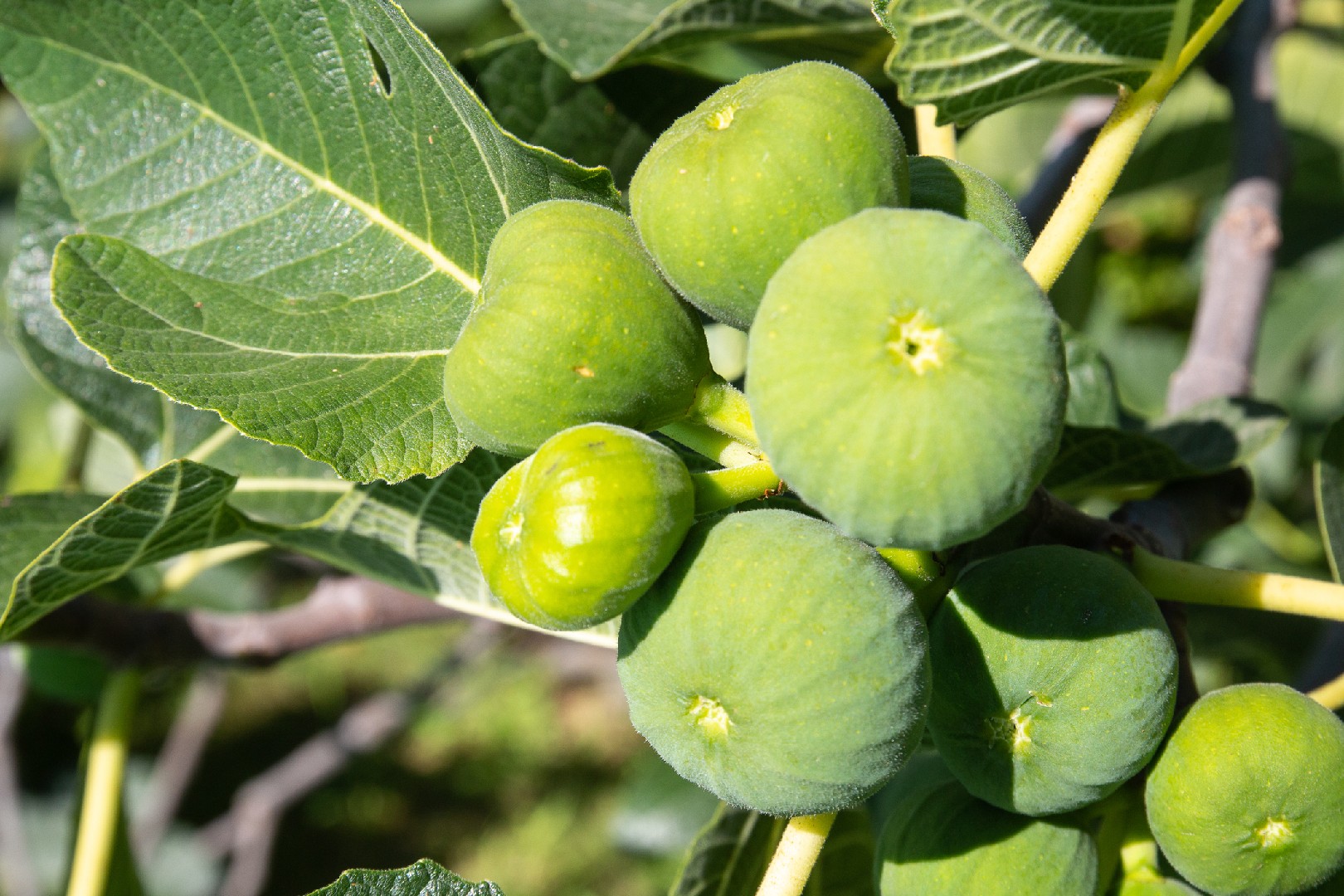 Ficus sur - PictureThis