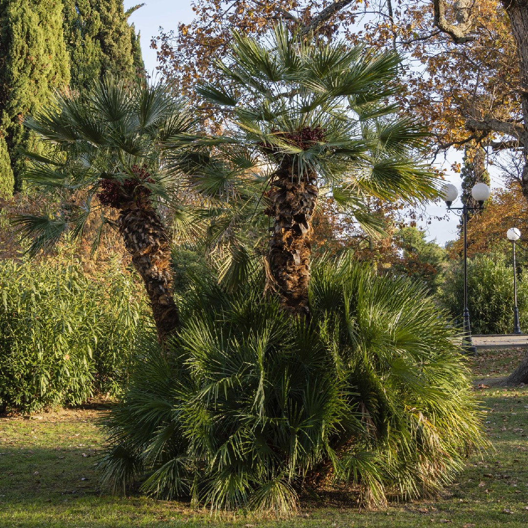 Palma nana (Chamaerops humilis) - PictureThis