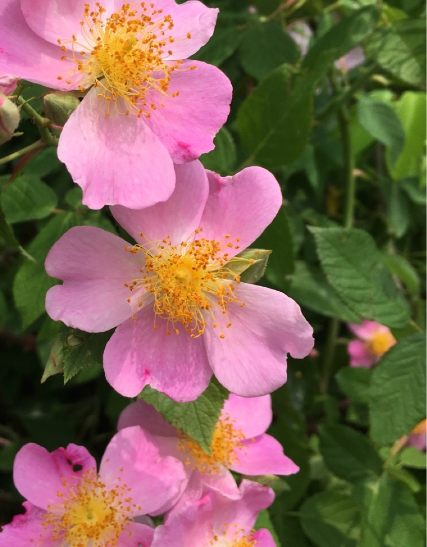 Rosa setigera - PictureThis