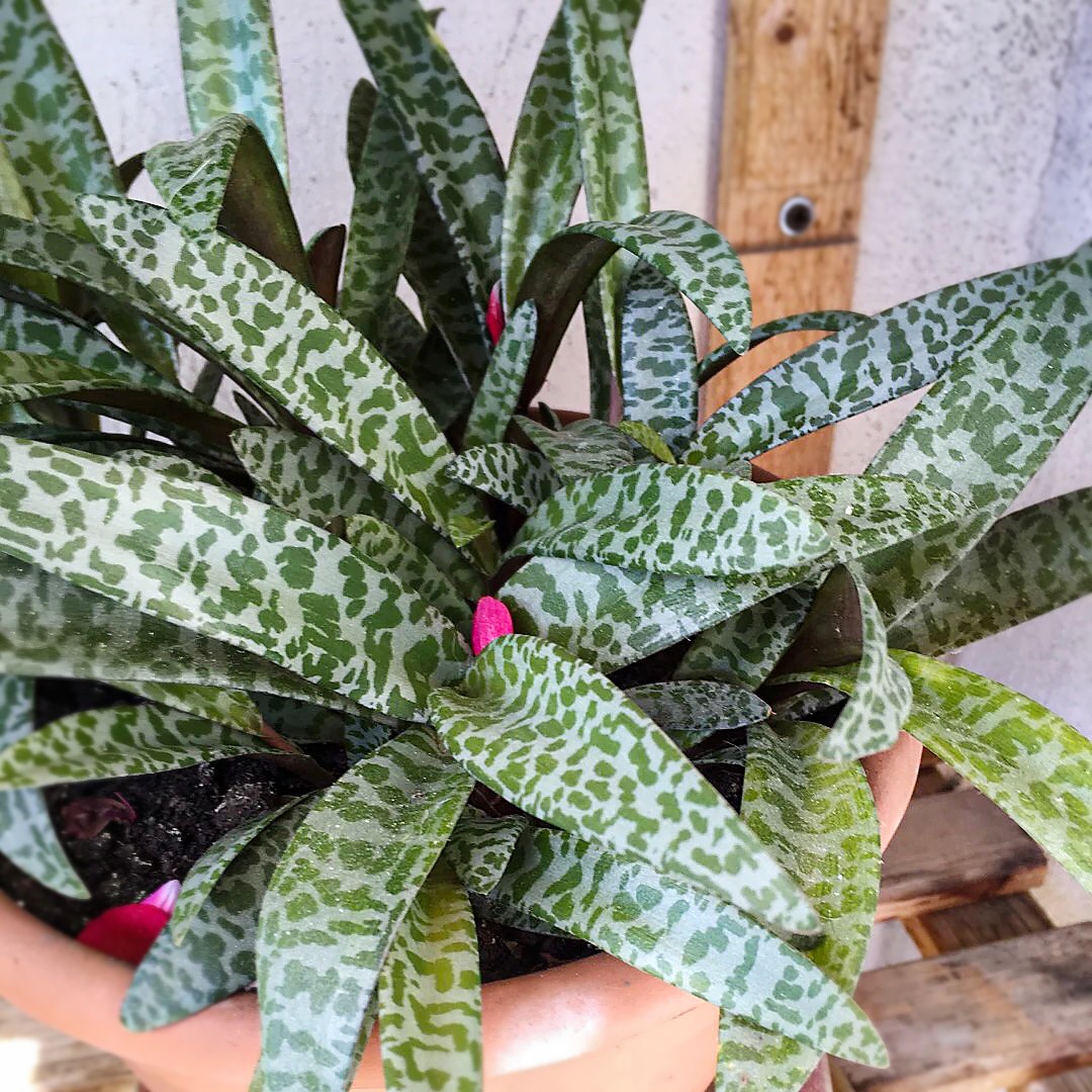 Ledebouria socialis est-il une plante succulente? - PictureThis