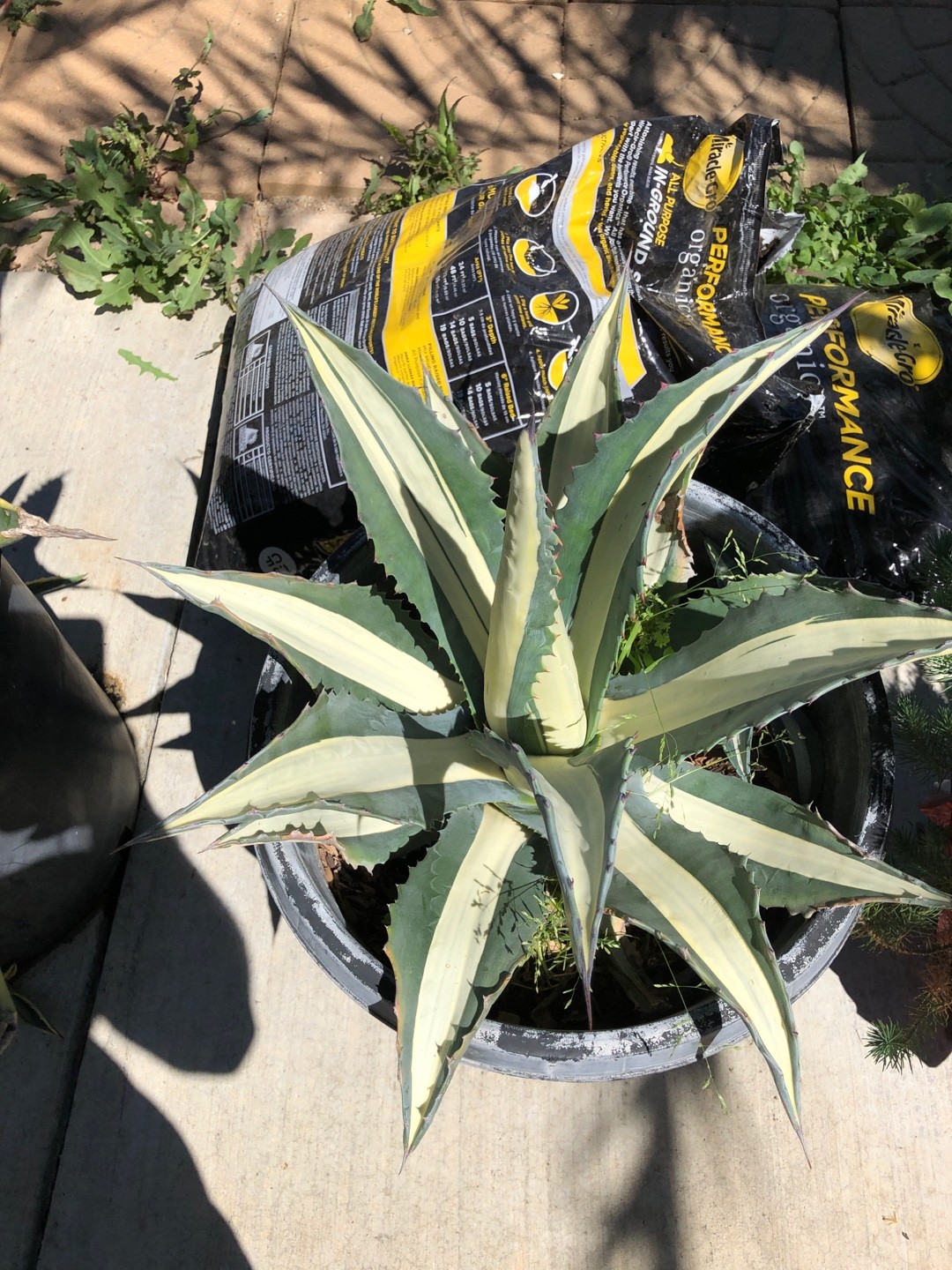 Agave (Agave) - PictureThis