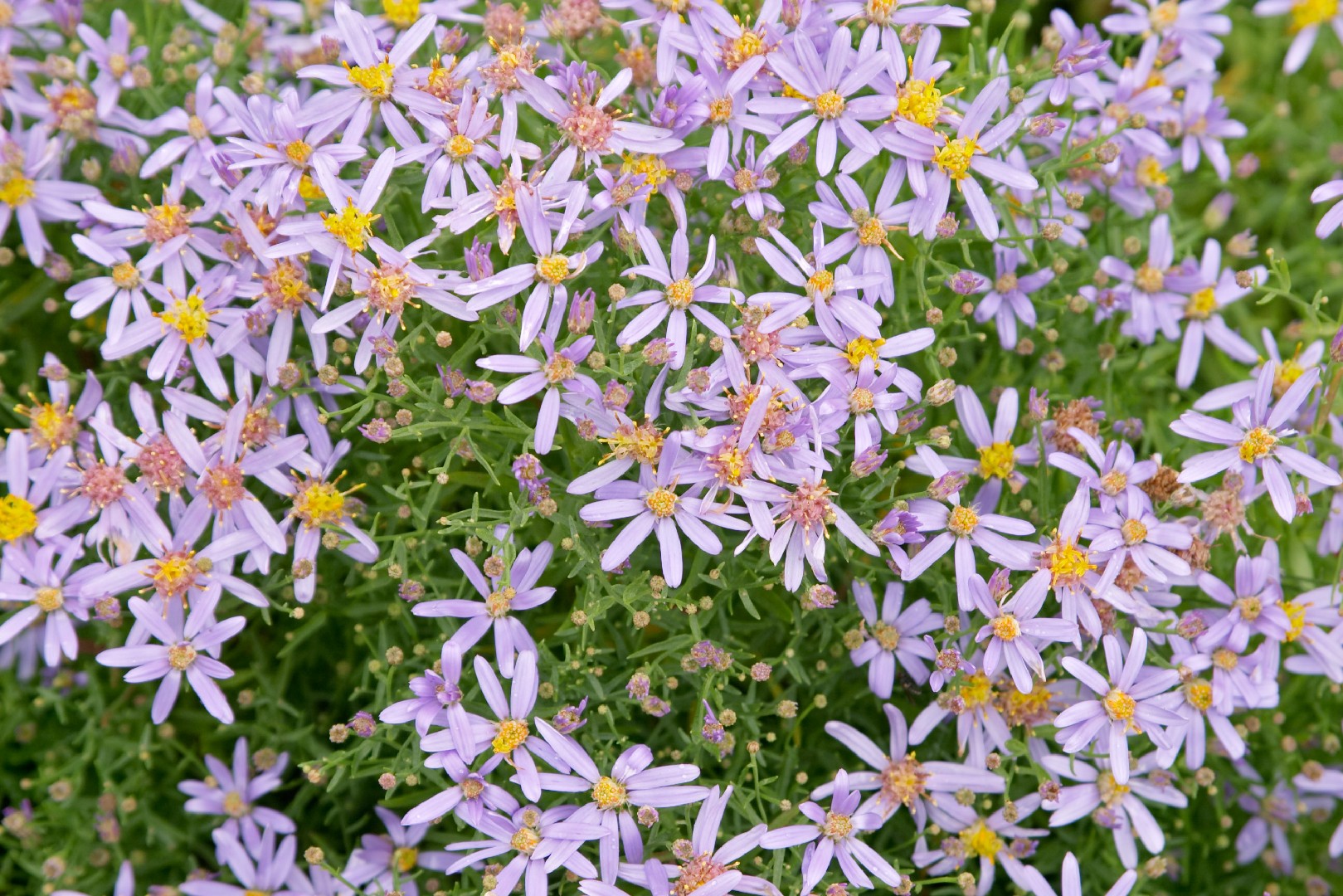 Aster sedifolius 'Nanus' - PictureThis