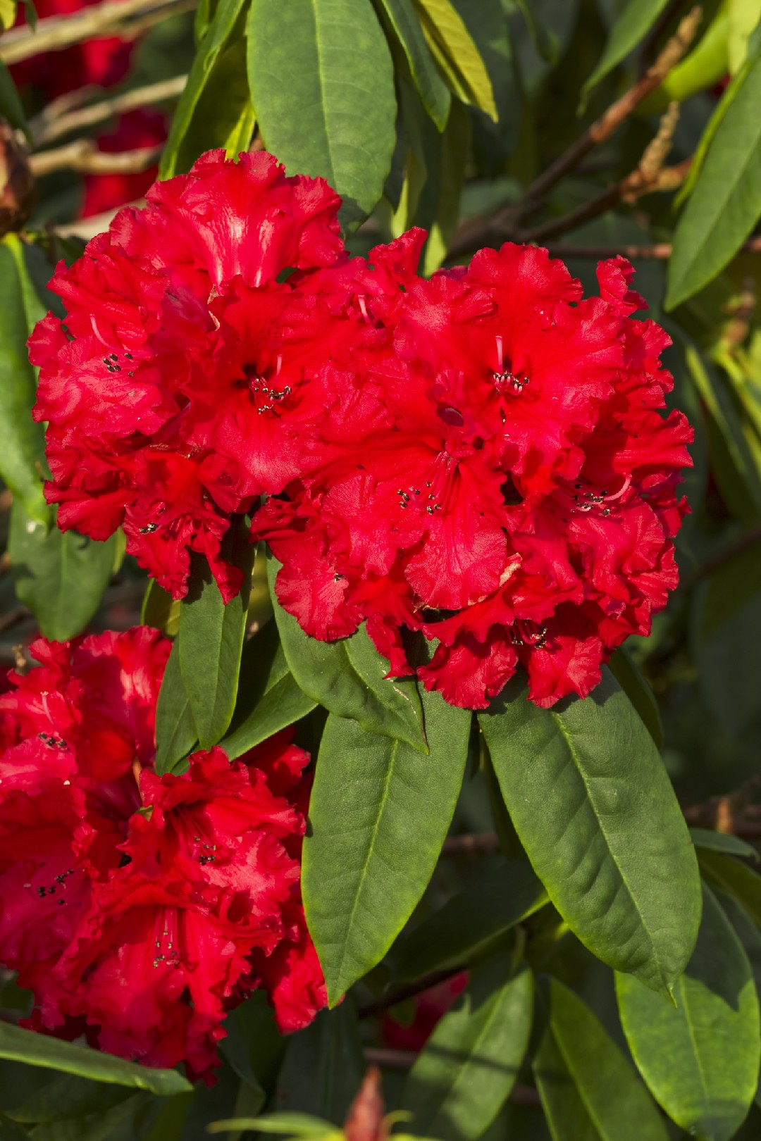 Rhododendron 'Taurus' 花言葉，学名，よくある質問 - PictureThis