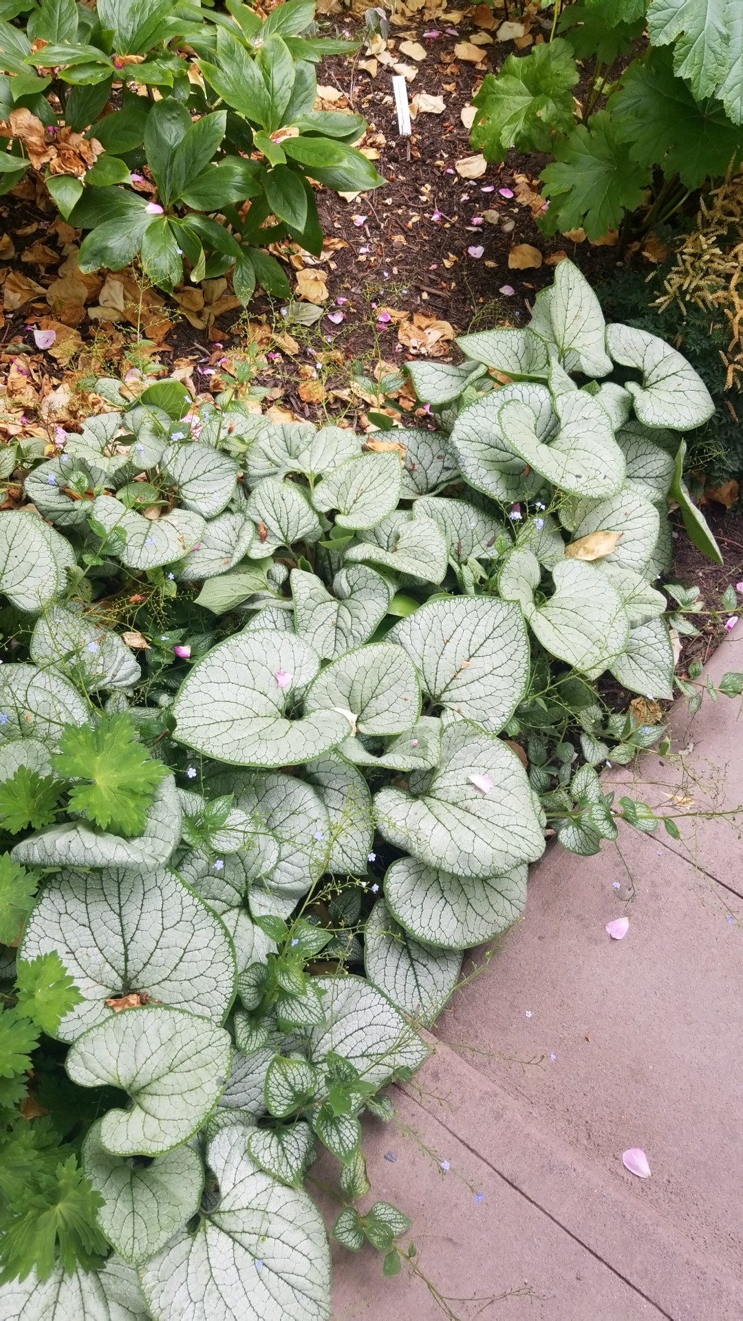 Brunnera macrophylla 'Looking Glass' - PictureThis