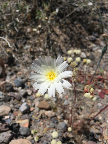 Parachute plant (Atrichoseris platyphylla) Flower, Leaf, Care, Uses ...