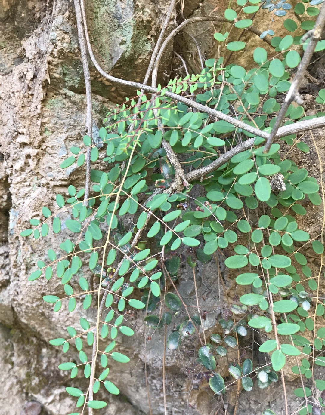 Pellaea andromedifolia - PictureThis