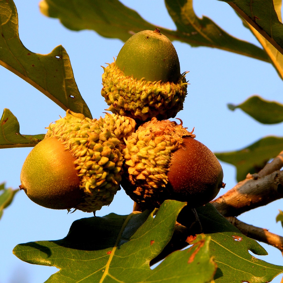 Wie lange lebt ein großfrüchtige Eiche ? - PictureThis
