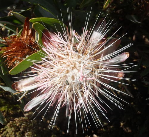 Protea punctata - PictureThis