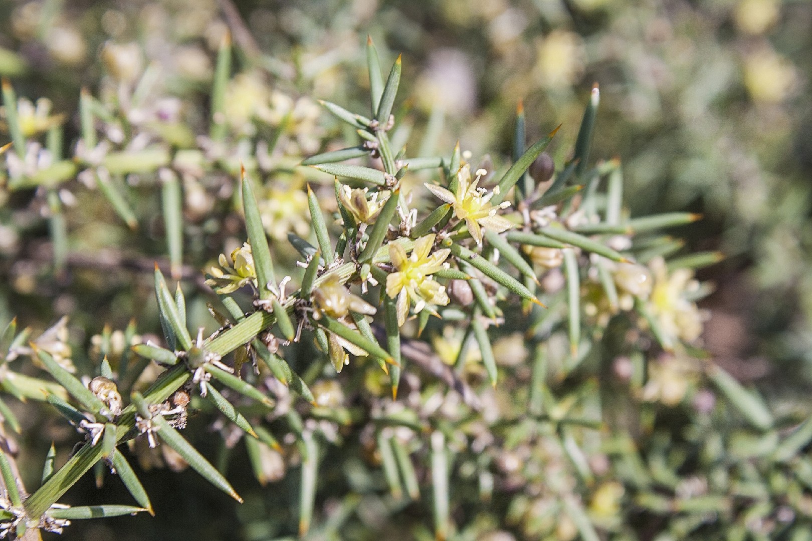 Die 20 häufigsten Pflanzen in Syrien - PictureThis