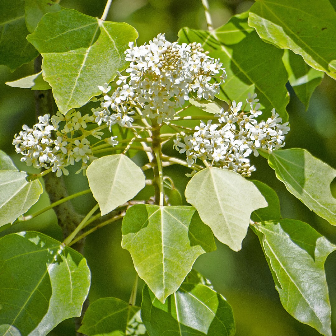 Aleurites moluccanus - PictureThis