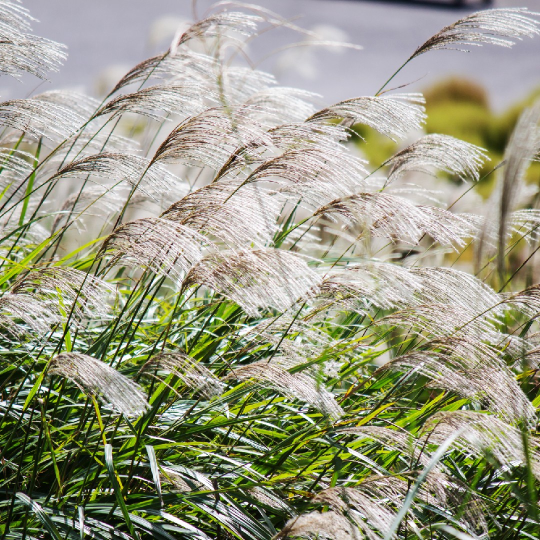 참억새 (Miscanthus sinensis) - PictureThis
