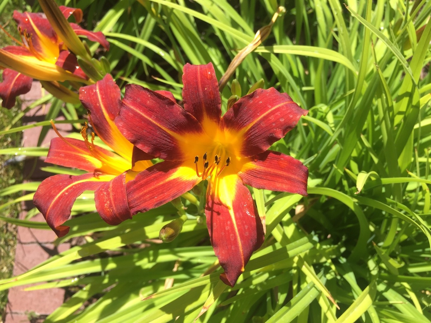 Hemerocallis 'Stafford' - PictureThis