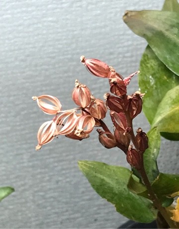 Velvet jewel orchids (Rhomboda) Flower, Leaf, Care, Uses - PictureThis