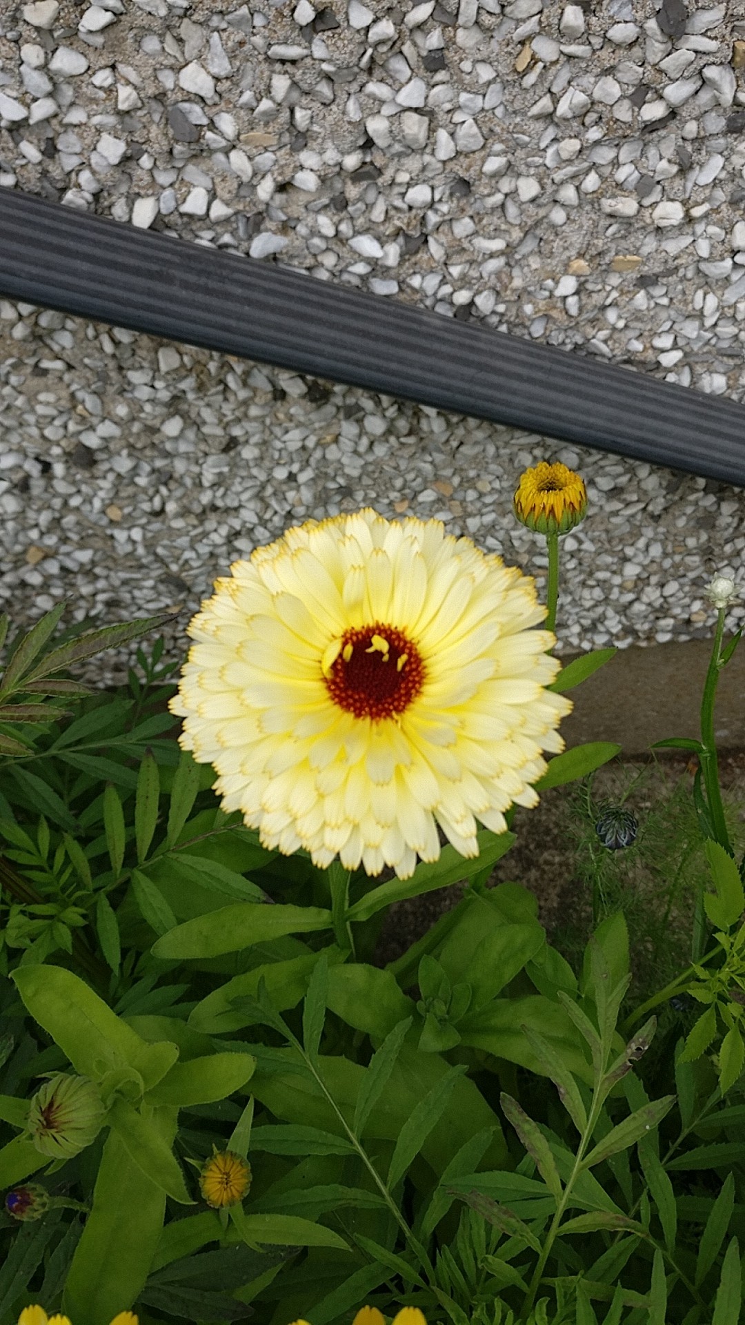 Calendula officinalis 'Snow Princess' - PictureThis