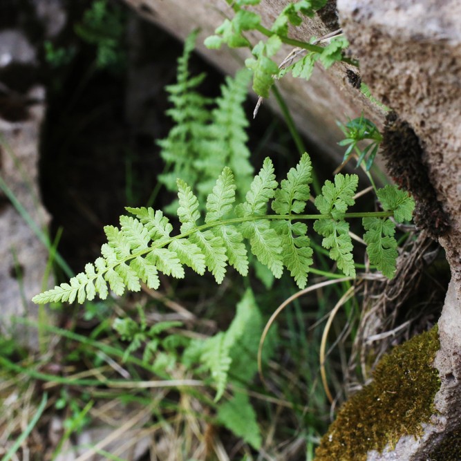 Cystopteris fragilis (Cystopteris fragilis) - PictureThis