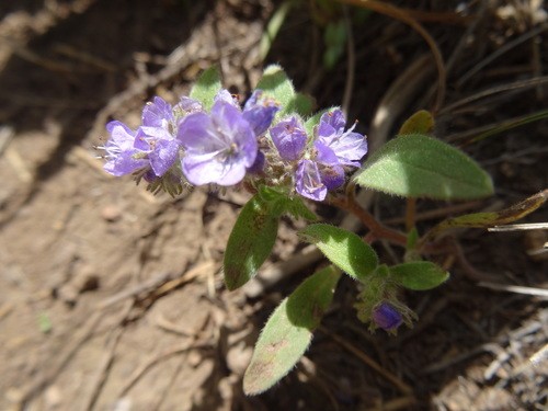 Phacelia humilis - PictureThis