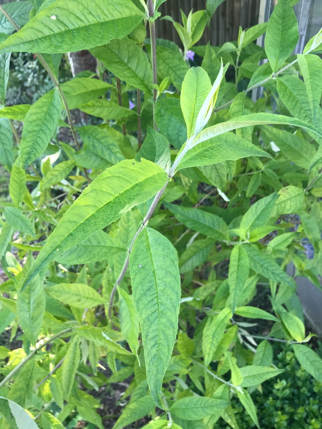 Buddleja albiflora Flower, Leaf, Uses - PictureThis