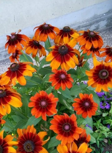 Rudbeckia 'Summerina Orange' - PictureThis