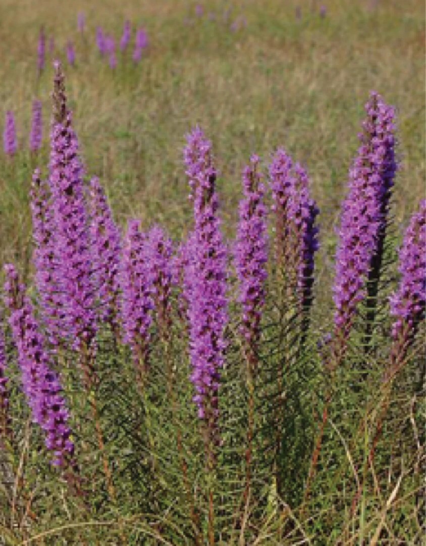 Liatris - PictureThis