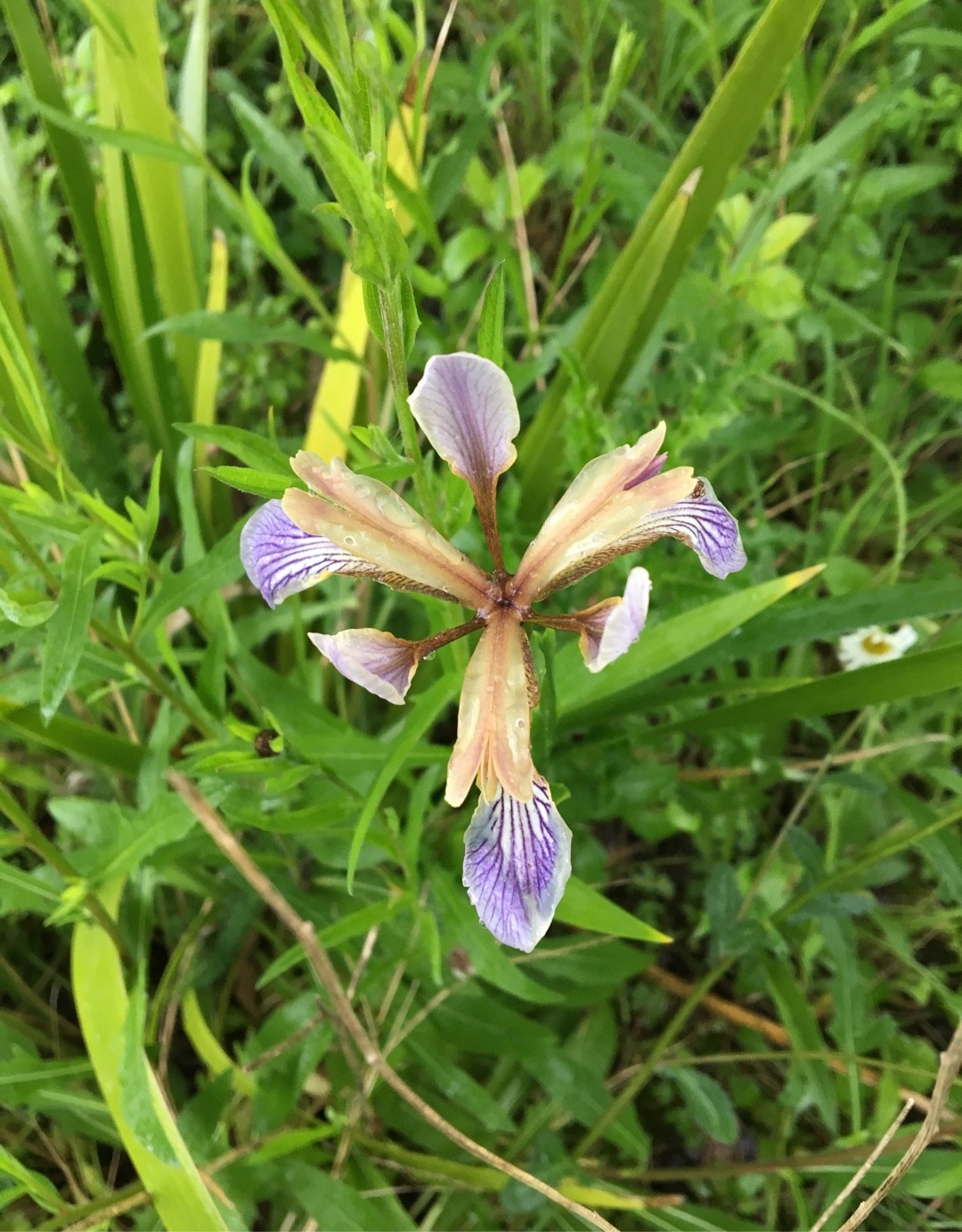 Roast-beef plant Care (Watering, Fertilize, Pruning, Propagation ...