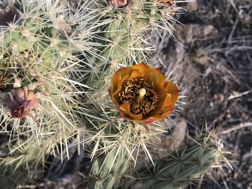 Choya Cuidados (Plantando, Fertilizantes, Enfermedades) - PictureThis