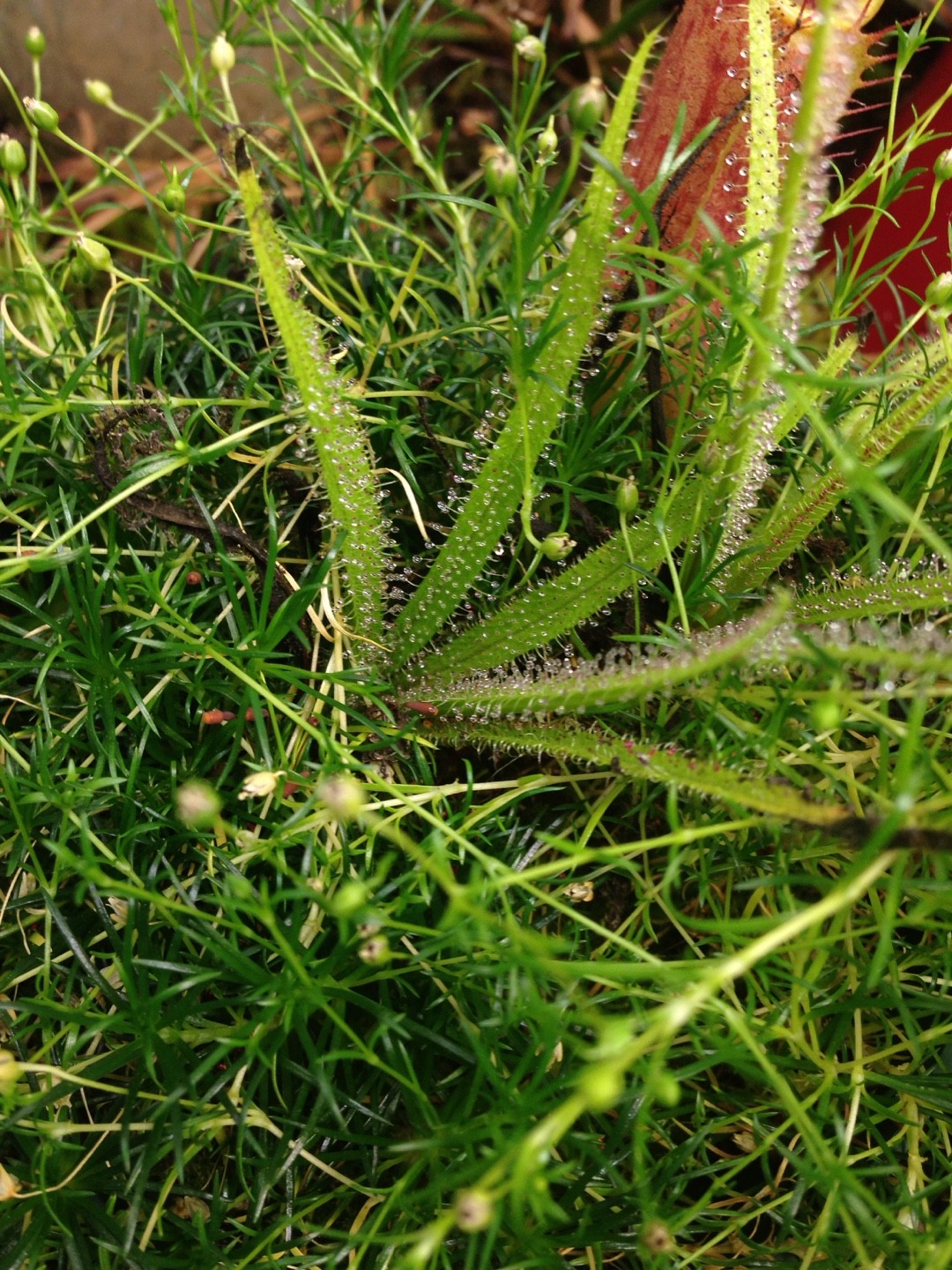 Drosera indica - PictureThis