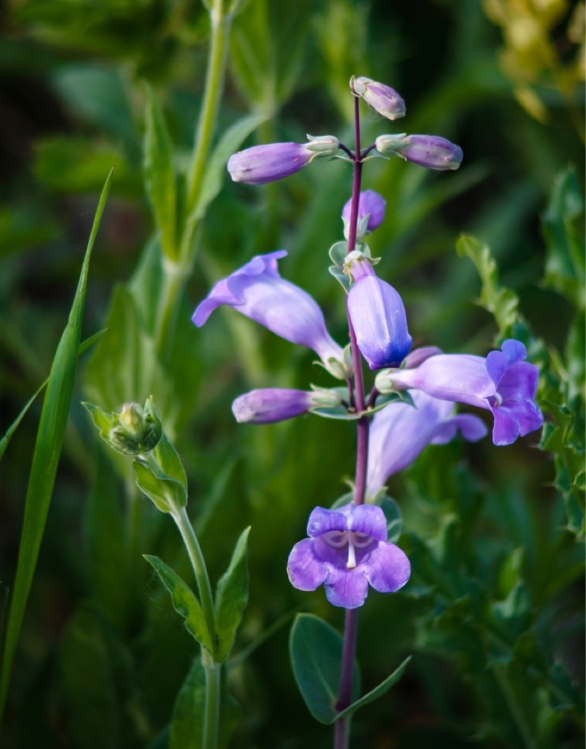 Пенстемон (Penstemon) - PictureThis