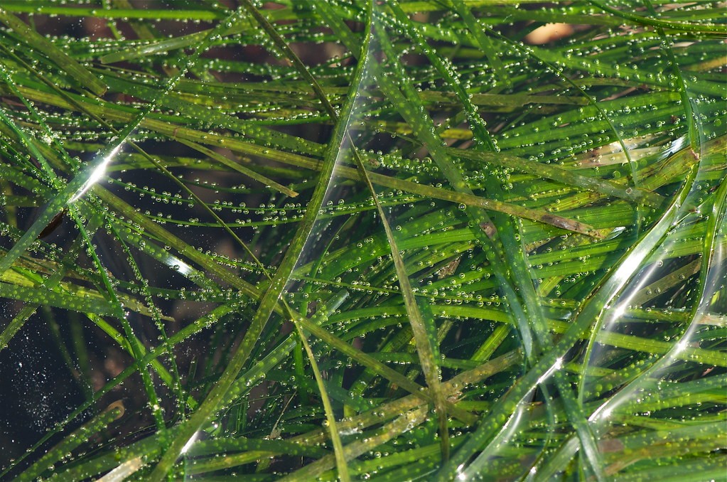 When does sea grass bloom? - PictureThis