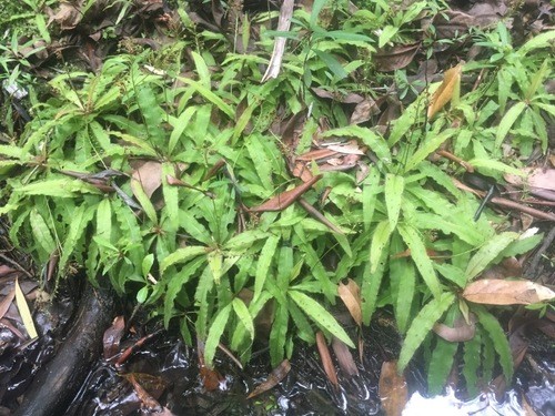 Drosera adelae - PictureThis