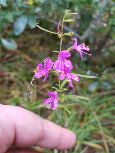 Dicerandra linearifolia - PictureThis