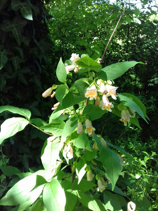 Dipelta yunnanensis - PictureThis