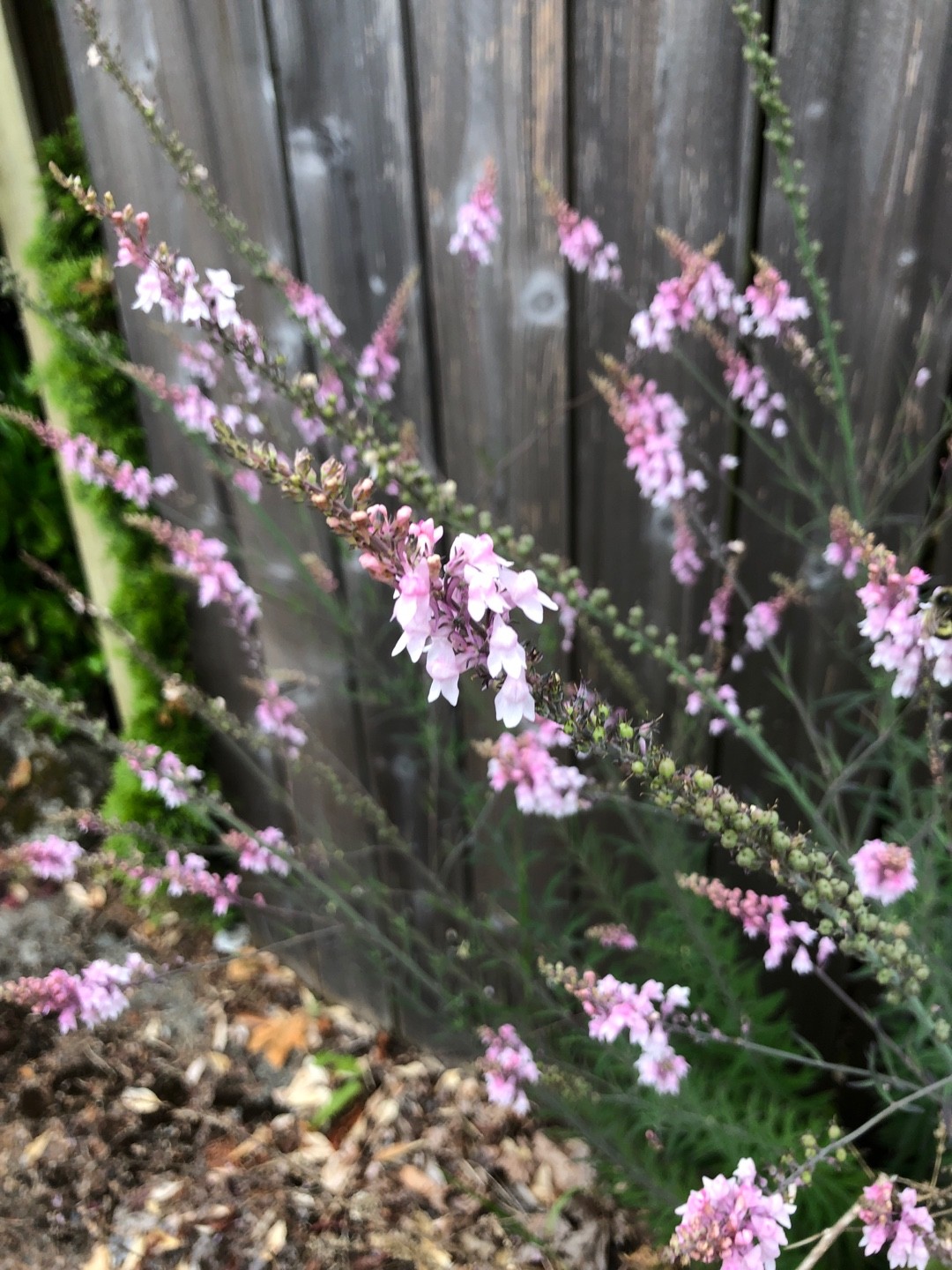 Linaria purpurea 'Canon Went' Flower, Leaf, Uses - PictureThis