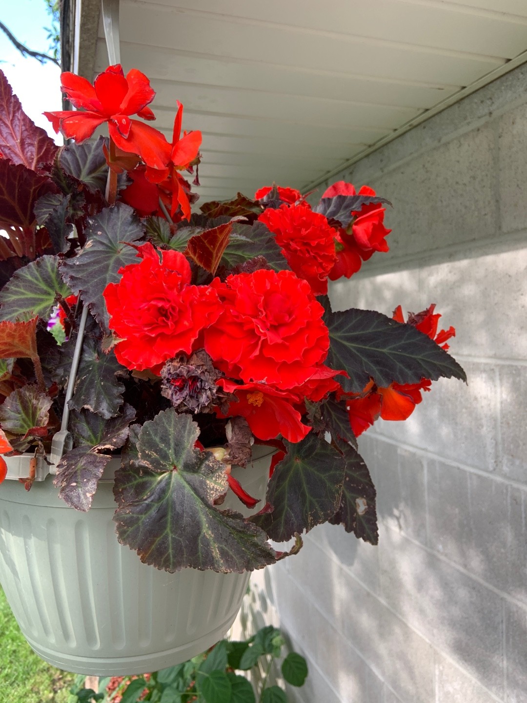 Begonia 'Ruffled Red' - PictureThis