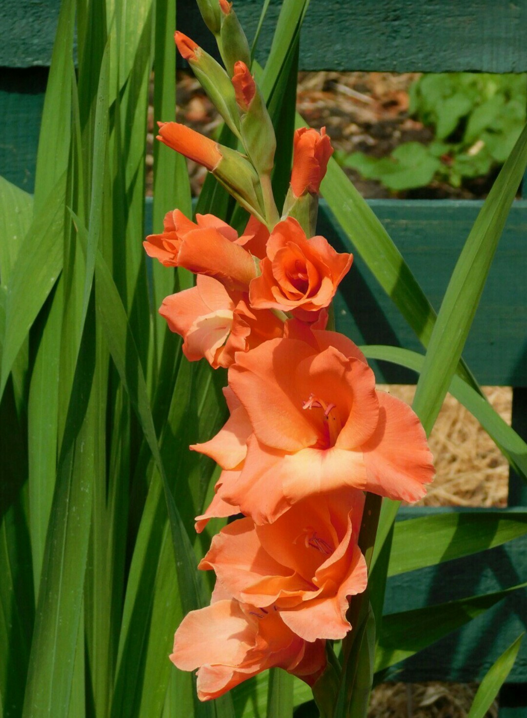 Gladiolus grandiflora 'Peter Pears' Flower, Leaf, Uses - PictureThis
