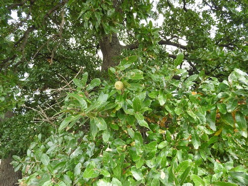 Quercia troiana (Quercus trojana) - PictureThis
