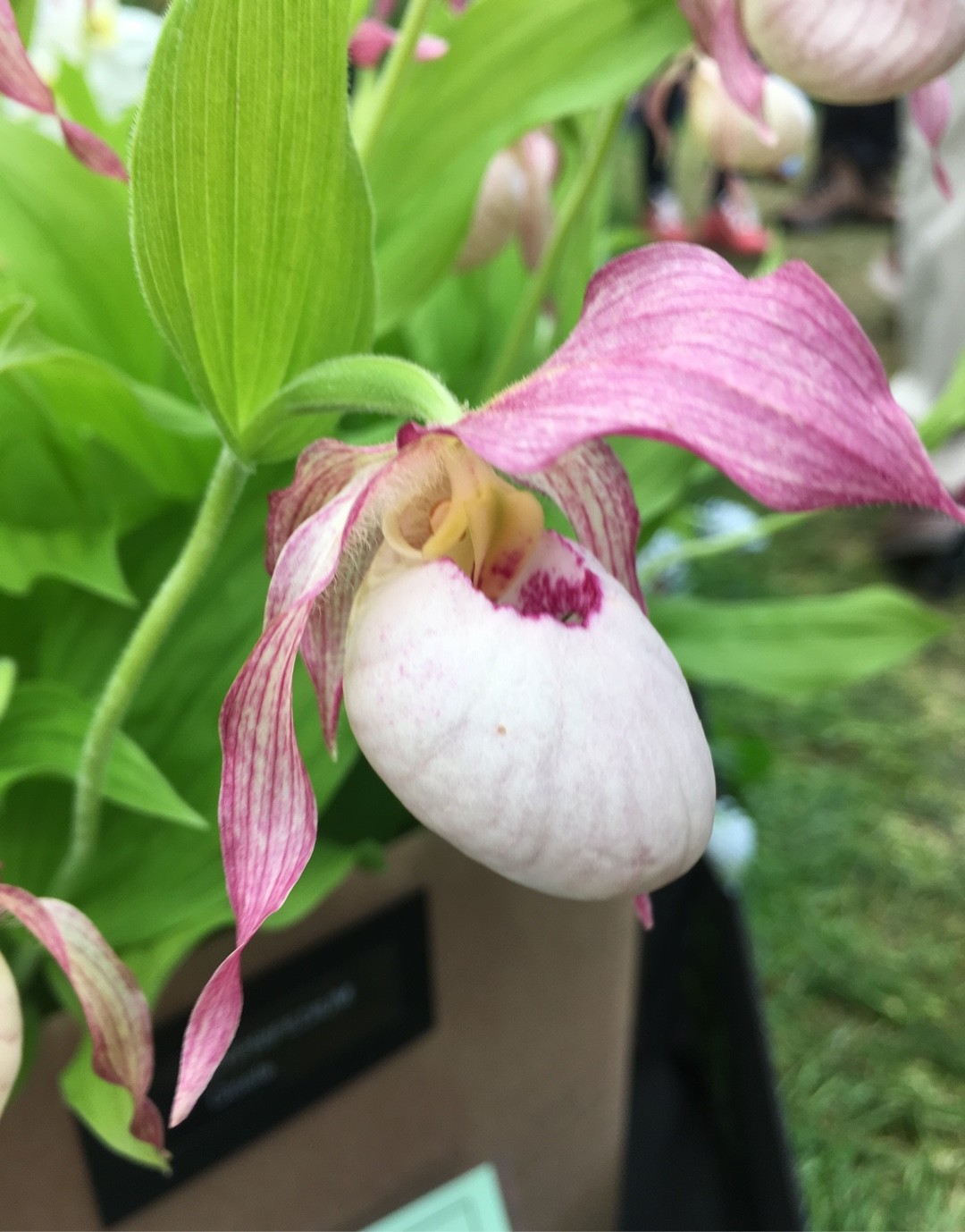 Cypripedium macranthos - PictureThis