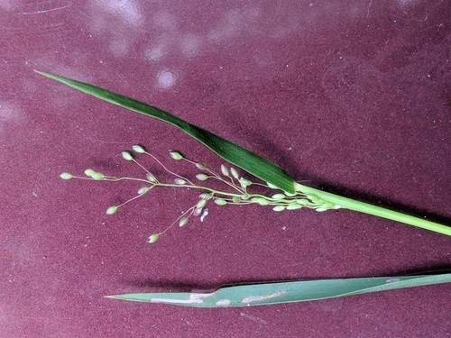 Panicum acuminatum var. densiflorum - PictureThis