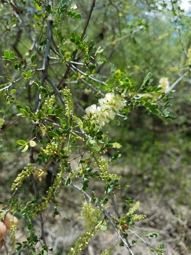 Wright acacia (Senegalia wrightii) Flower, Leaf, Uses - PictureThis