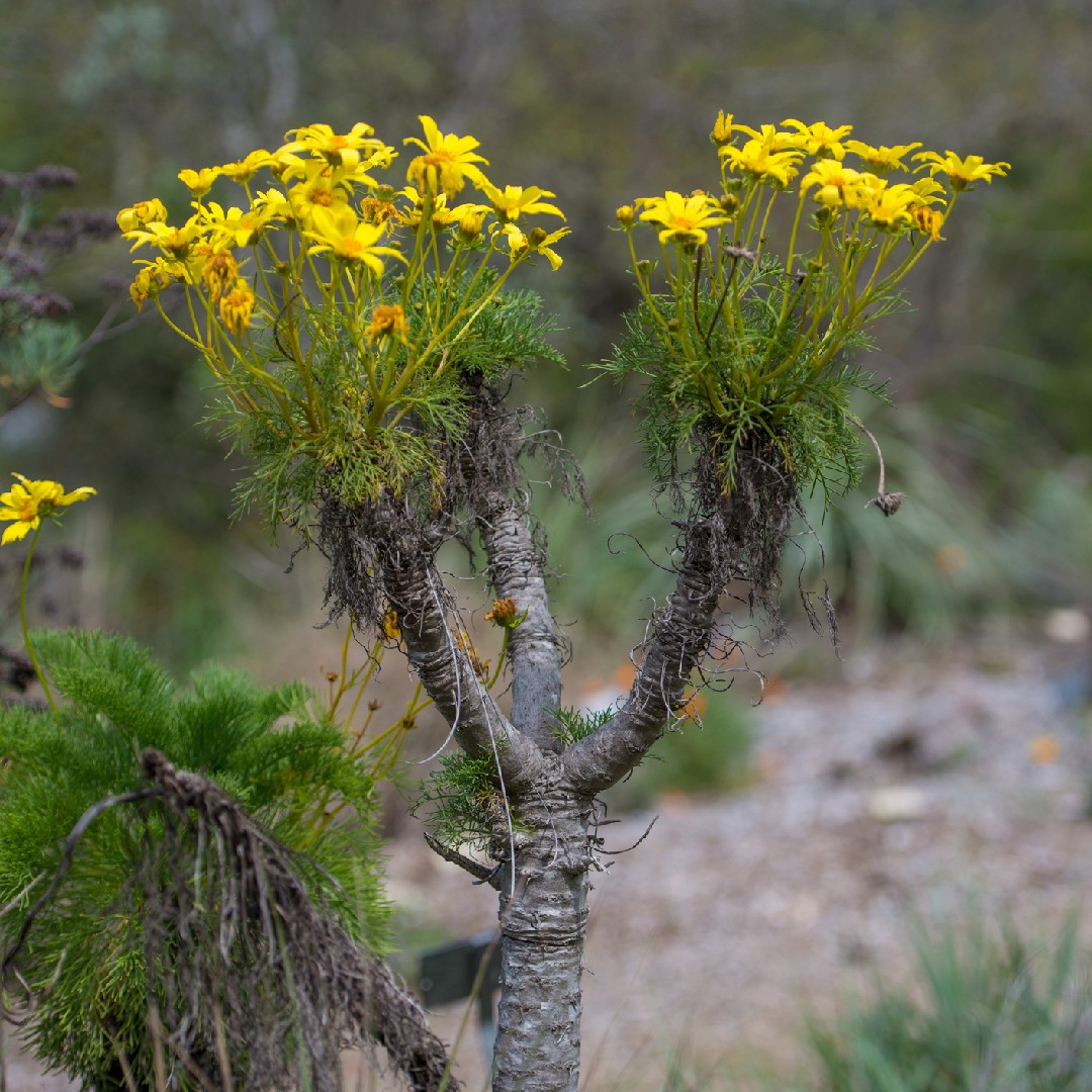 Coreopsis gigantea - PictureThis