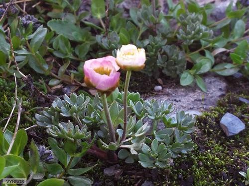 Ranunculus glacialis - PictureThis