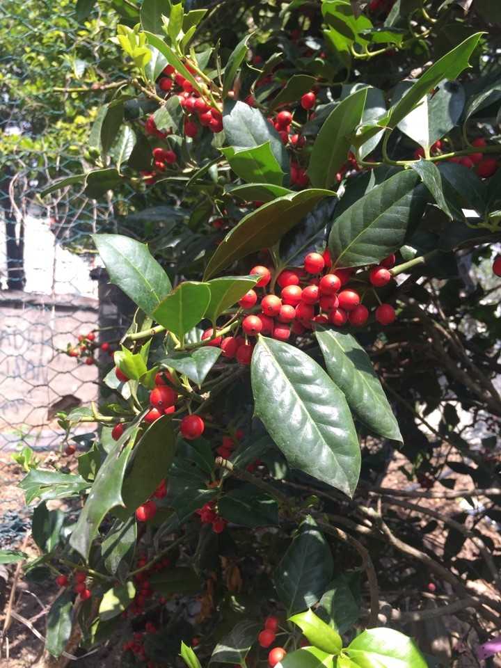 Ilex aquifolium 'J.C. van Tol' (Ilex aquifolium 'J.C. van Tol ...