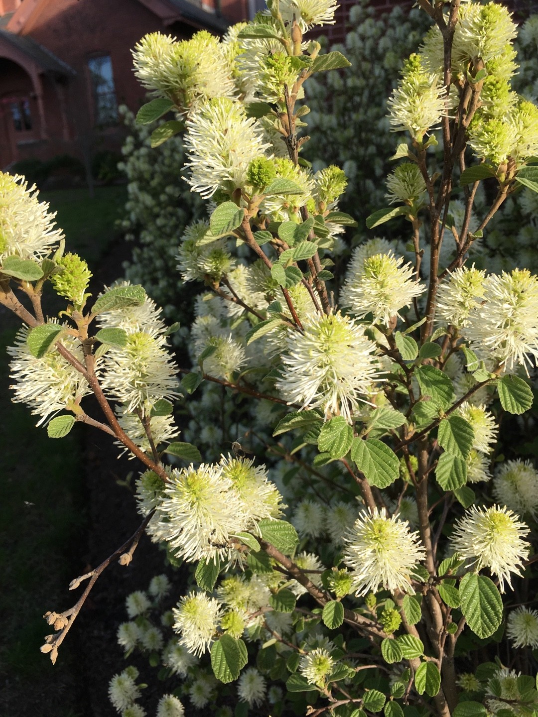 Fothergilla × intermedia 'Blue Shadow' - PictureThis