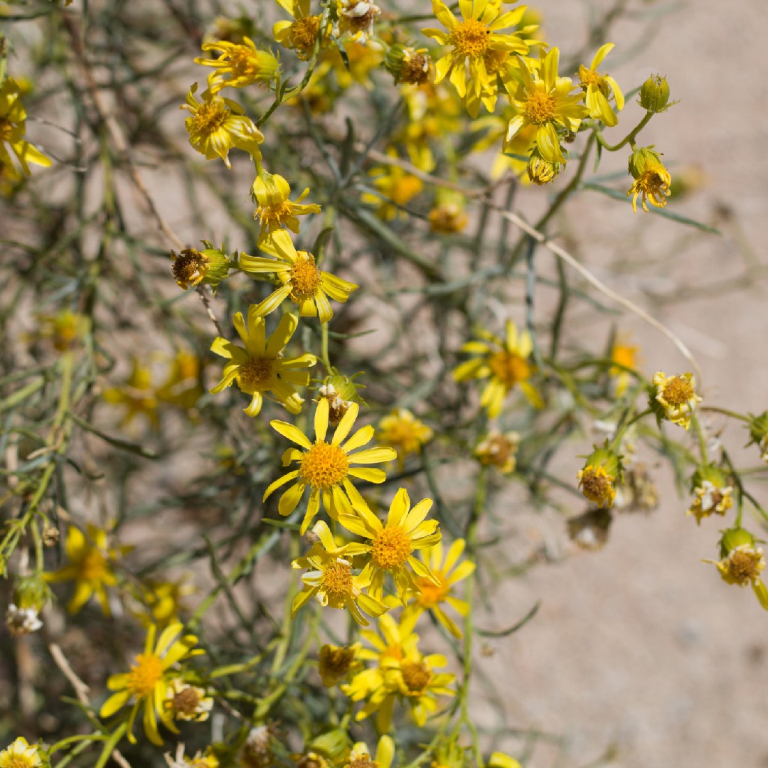 Senecio flaccidus (Senecio flaccidus) - PictureThis